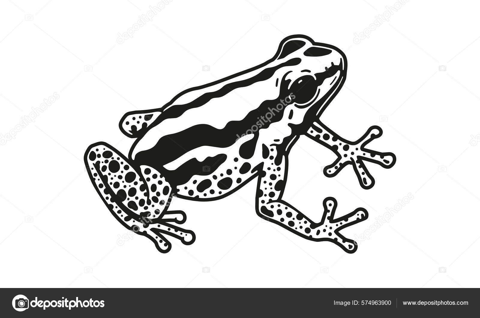 Amazon Frog Illustration Vector Hand Drawn Isolated Light Background ...