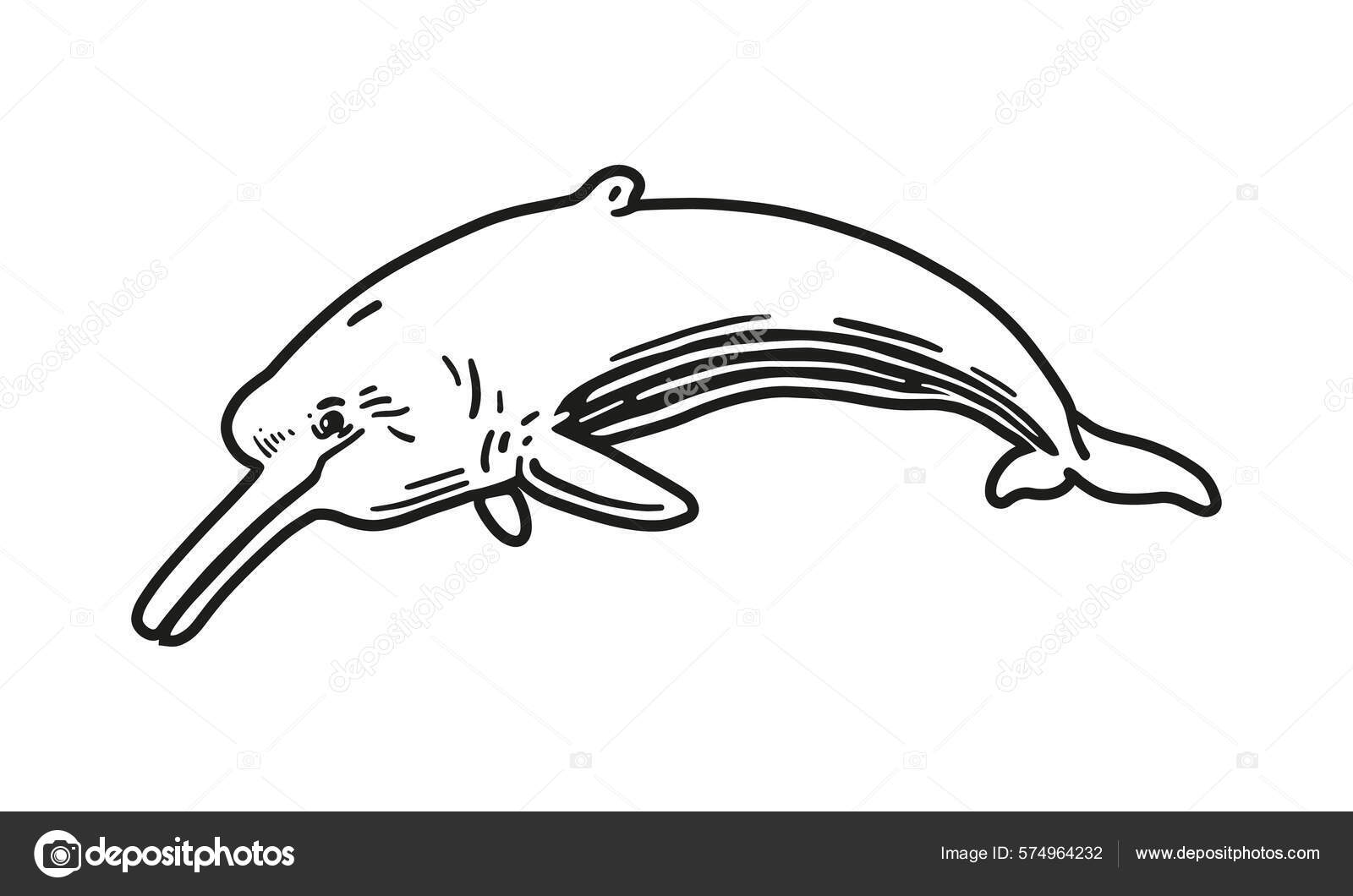 Amazon River Dolphin Drawing