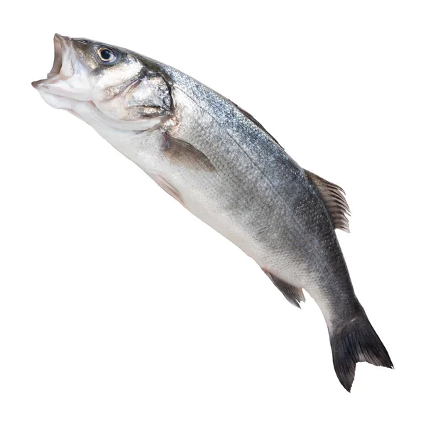 Fotos de Pescado robalo, Imagens de Pescado robalo sem royalties ...