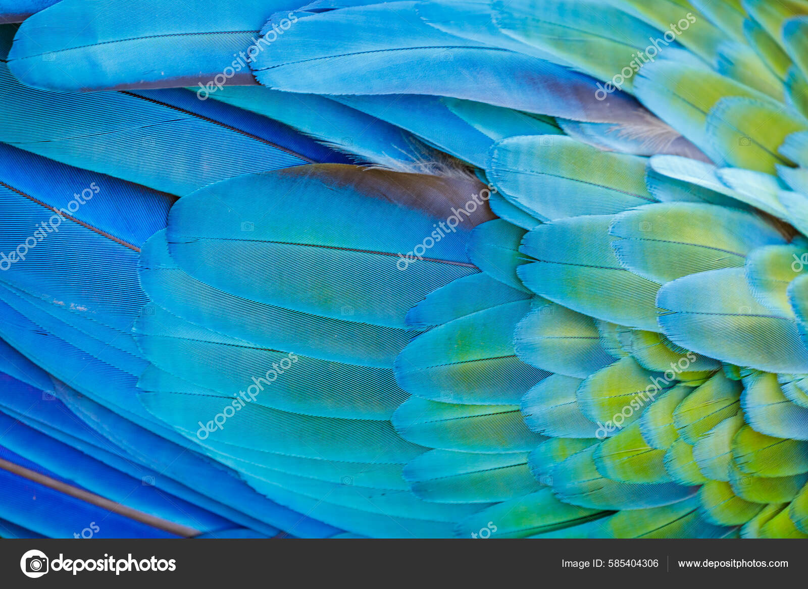 Plumage Pattern Macaw Parrot Feathers Close — Stock Photo © FP468189 ...