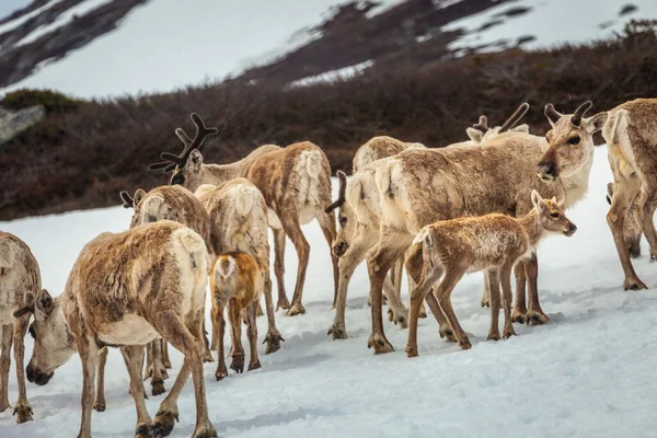 Caribou migration Stock Photos, Royalty Free Caribou migration Images ...