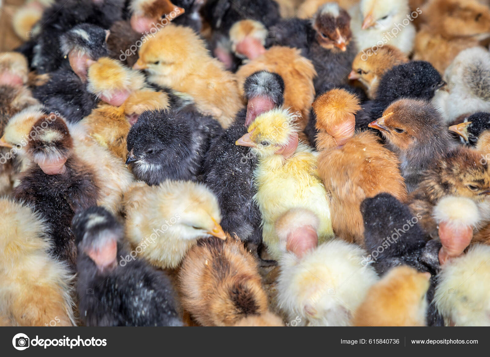 Large Group Yellow Black Baby Chicks Chicken Farm Brazil — Stock Photo ...