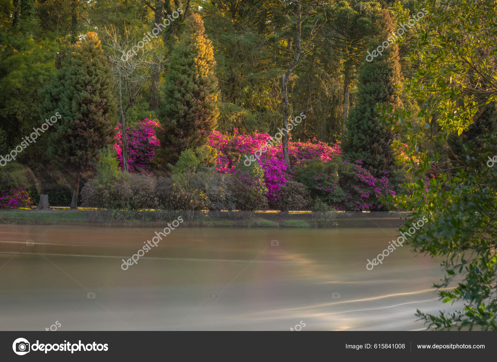 Lago Negro Black Lake Swan Pedal Boat Springtime Gramado Rio — Stock ...