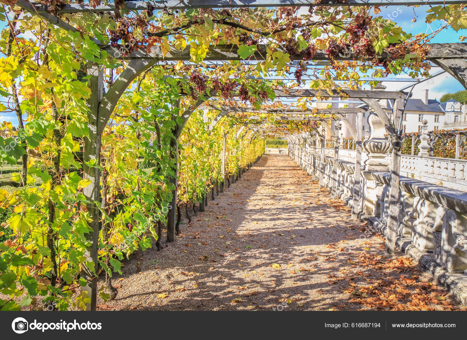 Garden Path Green Vineyard Autumn Leaves Loire Valley France — Stock ...