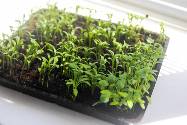 Micro herb cultivation Stock Photos, Royalty Free Micro herb ...