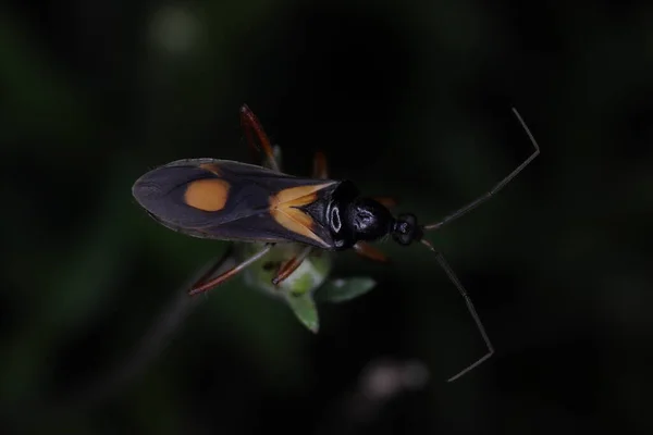 Hunter insects Stock Photos, Royalty Free Hunter insects Images ...