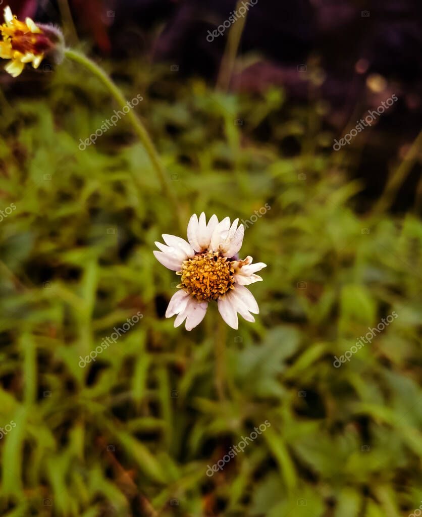 Una pequeña flor de astro después de la lluvia con hermoso color blanco ...