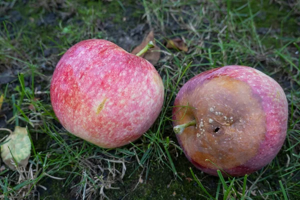 Bad apple Images - Search Images on Everypixel