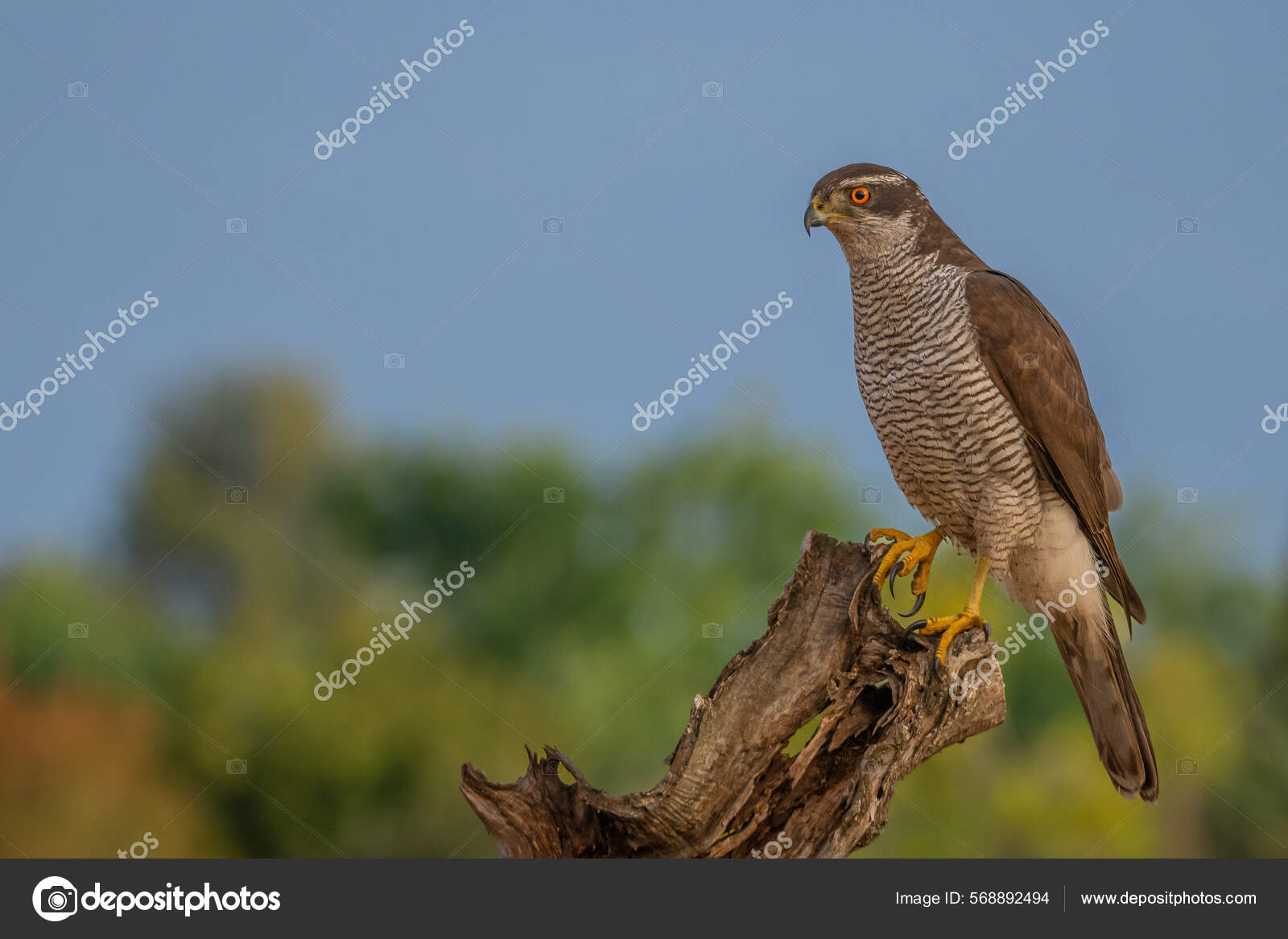 Eagle Tailed Falcon Bird Nature Fauna Stock Photo by ...
