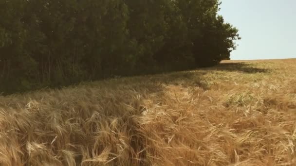 Golden Sea Rye Ears Rye Swaying Wind Field Rye Located — Stock Video ...