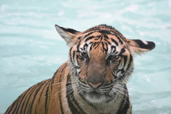 Tigershark Stock Photos, Royalty Free Tigershark Images | Depositphotos