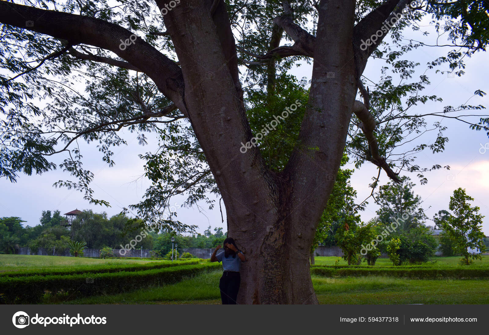 Beautiful View Green Trees Daytime — Stock Photo © upasana.behera2002 ... Beautiful View Green Trees Daytime — Stock Photo © upasana.behera2002 ...
