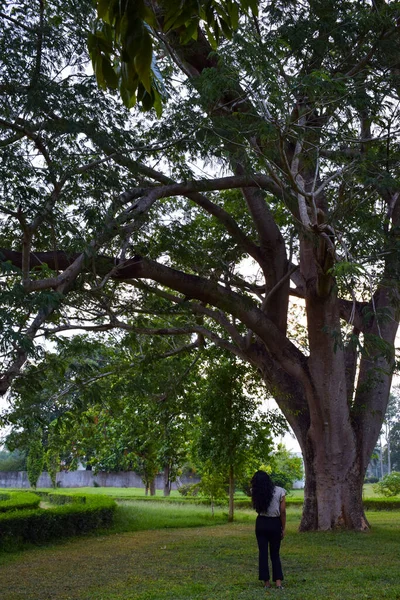 Giant peepal tree images libres de droit, photos de Giant peepal tree ...