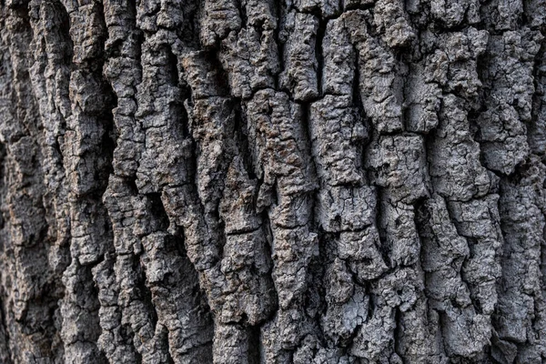Bark Cedar Tree Texture Background Stock Photo by ©balbeybora 570154864