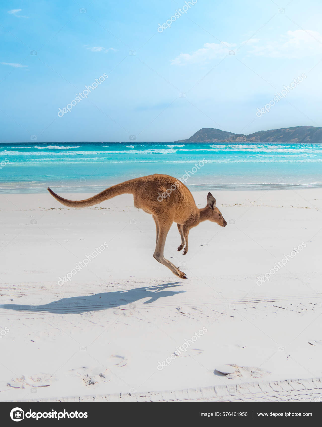 Australian Kangaroo Jumping