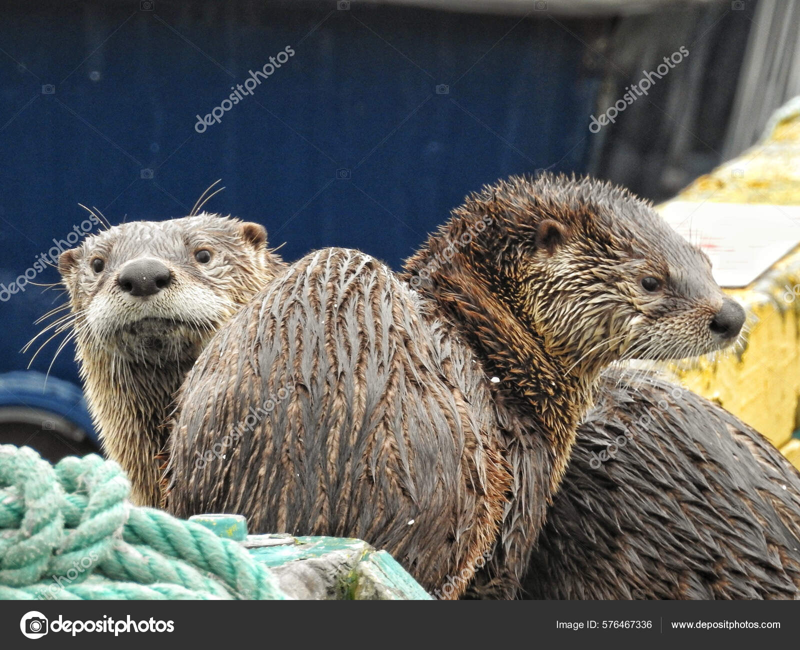 Wet Sea Otters Getting Dry Swimming Blurred Background Stock Photo by ...