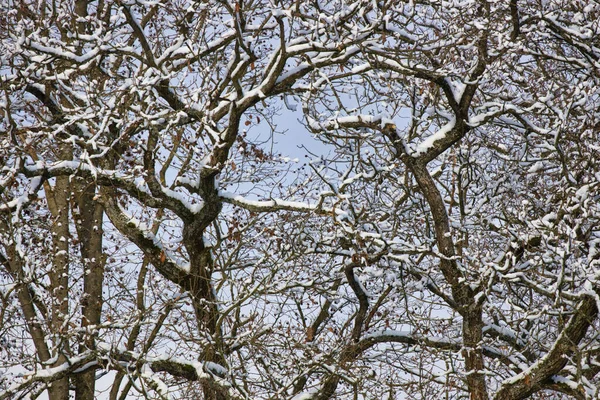 Snowy branches Stock Photos, Royalty Free Snowy branches Images ...