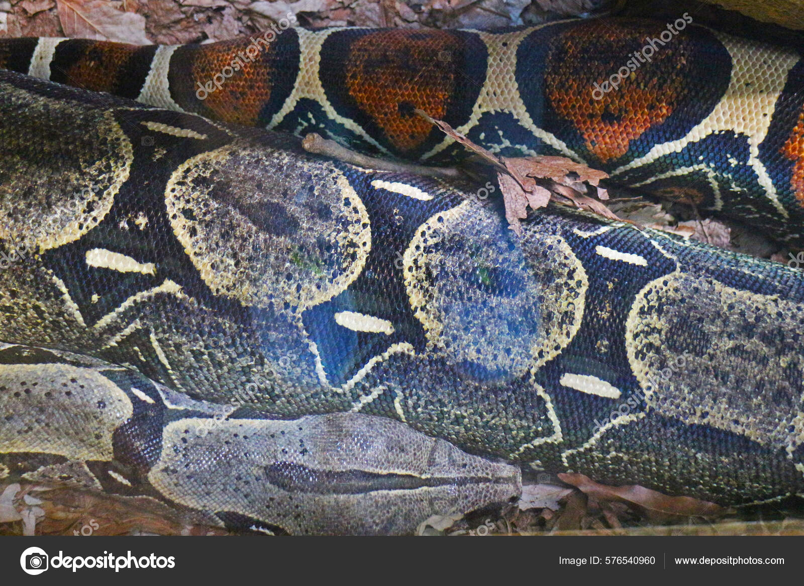 Pastellfarbener Königspython