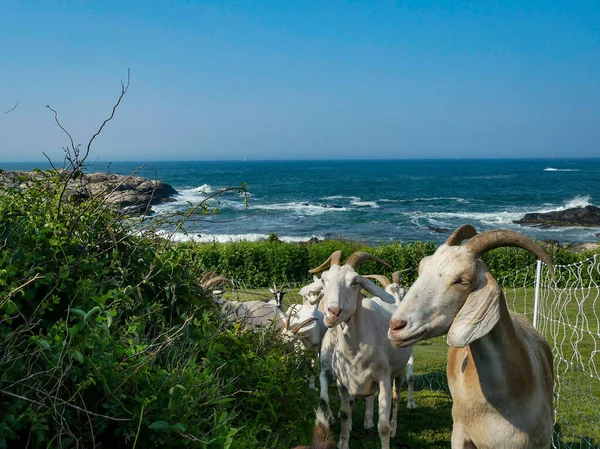 Goat island Stock Photos, Royalty Free Goat island Images | Depositphotos