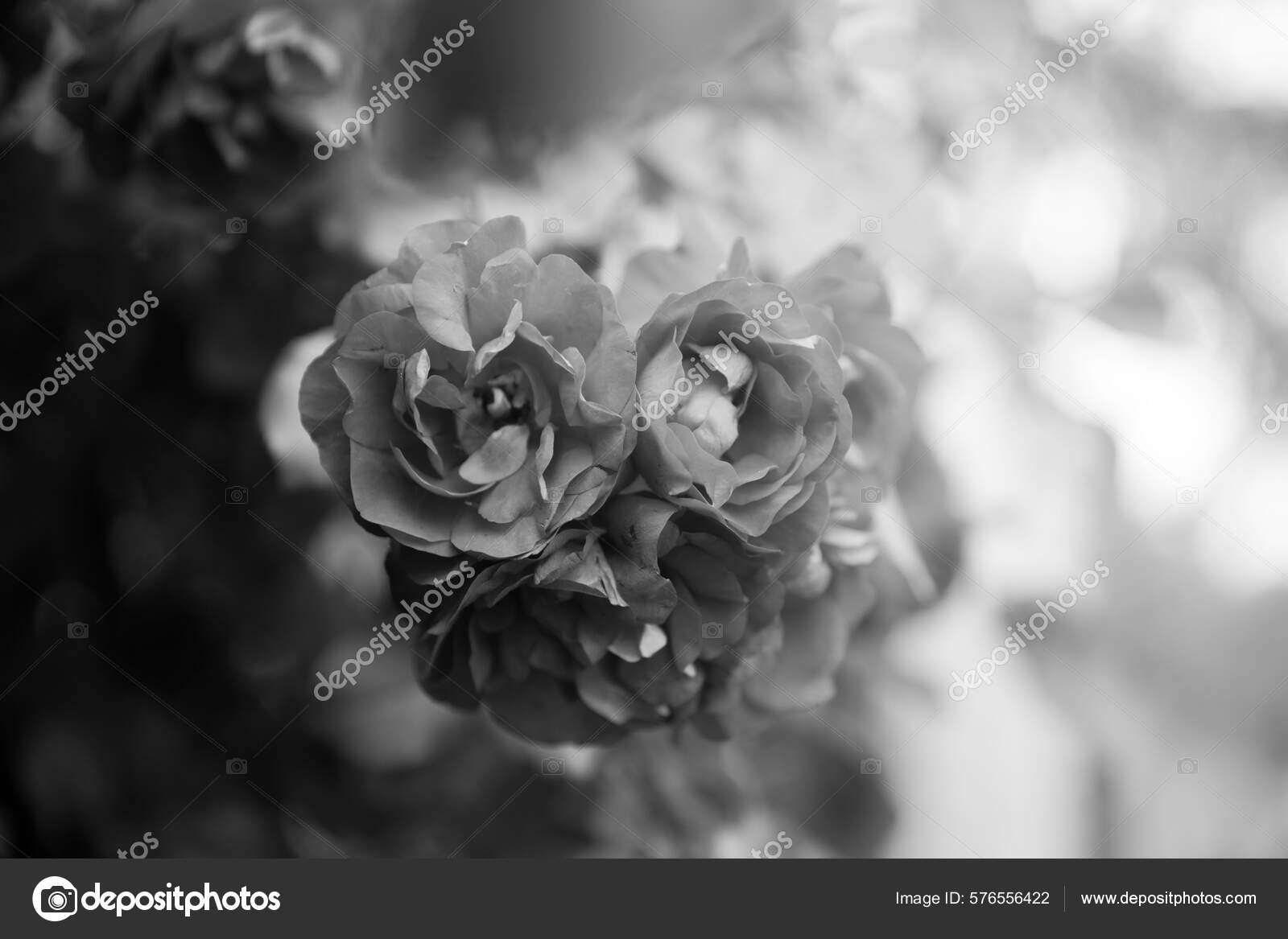 Grayscale Flowers Photography