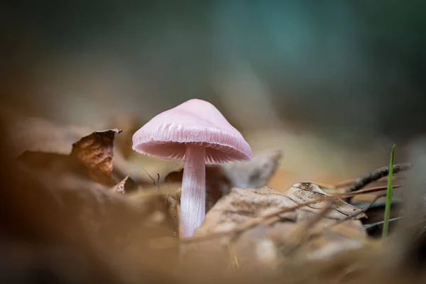 Hermoso hongo rosa fotos de stock, imágenes de Hermoso hongo rosa sin ...