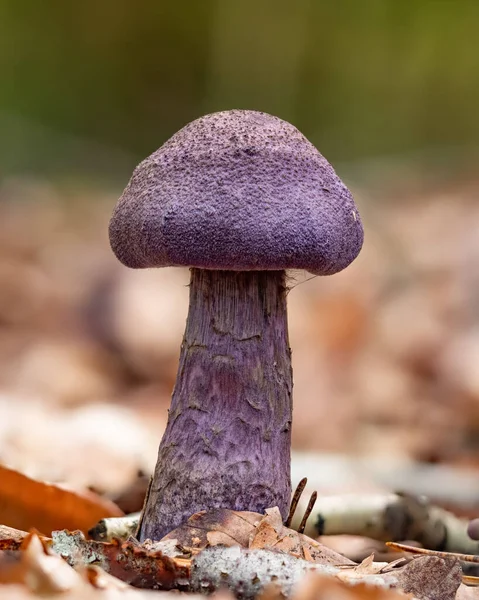Violet mushroom Stock Photos, Royalty Free Violet mushroom Images ...
