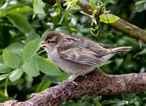 Jeune moineau images libres de droit, photos de Jeune moineau ...