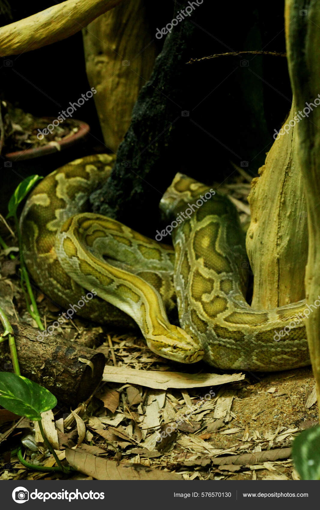 Vertical Shot Burmese Python Python Bivittatus Zoo — Stock Photo ...