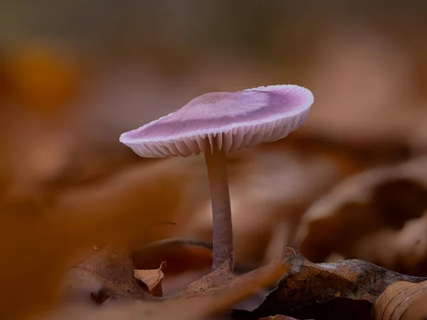 Hermoso hongo rosa fotos de stock, imágenes de Hermoso hongo rosa sin ...