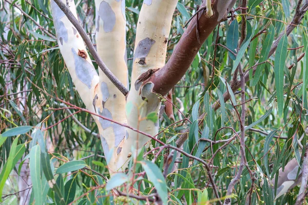 full frame of eucalyptus tree and foliage in bushlands - Stock Image ...