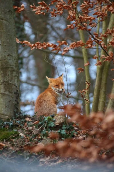 Fotos de Fox séta, Imagens de Fox séta sem royalties | Depositphotos