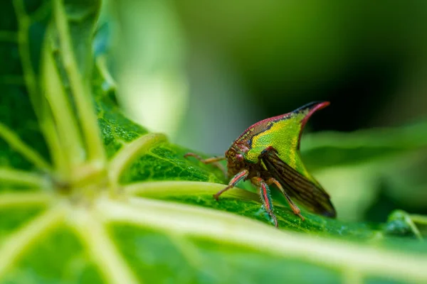 One insect on leaf Stock Photos, Royalty Free One insect on leaf Images ...