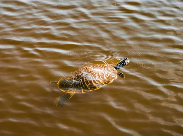 Turtle water Stock Photos, Royalty Free Turtle water Images | Depositphotos