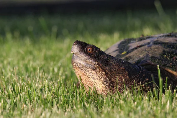 Snapping turtle images Stock Photos, Royalty Free Snapping turtle ...