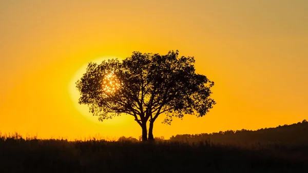 Paysage soleil arbre Stock Photos, Royalty Free Paysage soleil arbre ...