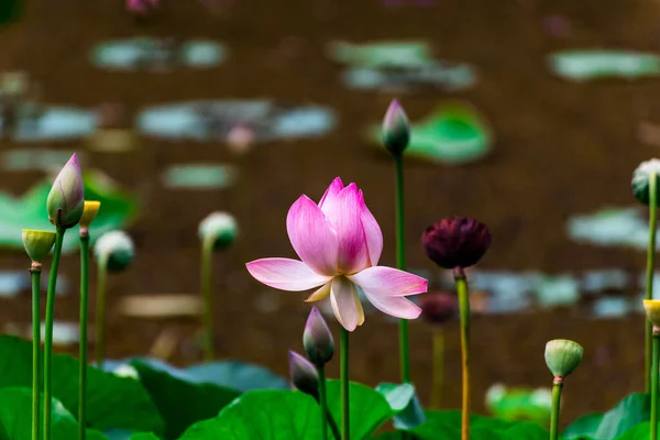 Lotus Flowers Wallpaper Hd