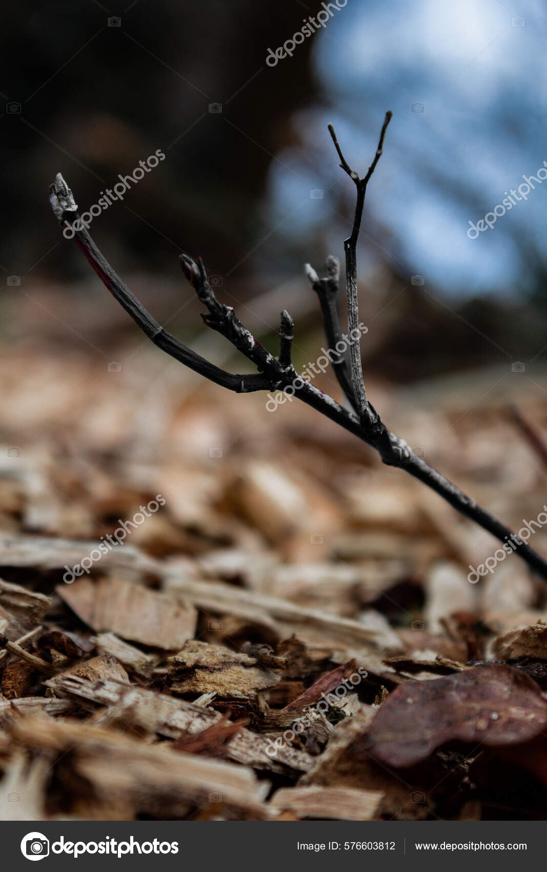 Vertical Shot Broken Twig Forest Floor Stock Photo by ©wirestock ...