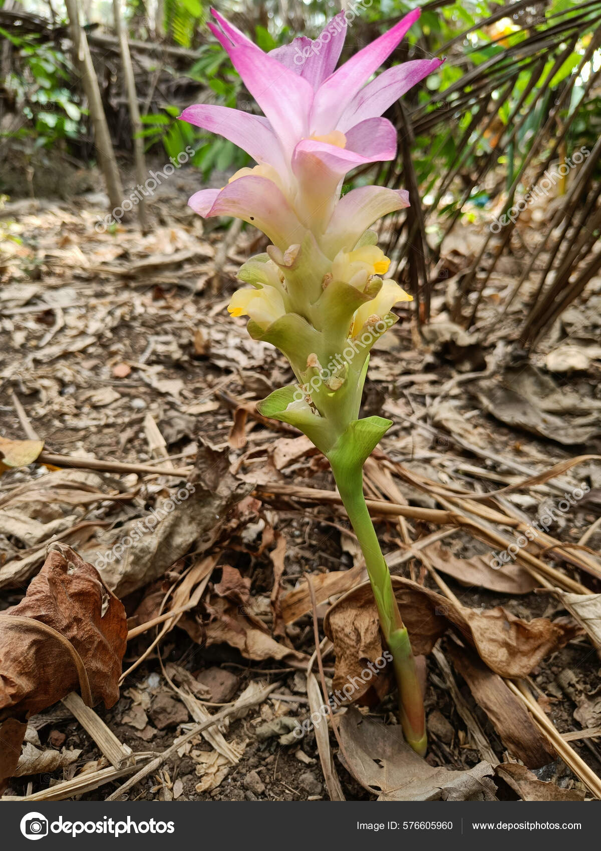 Curcuma Aromatica
