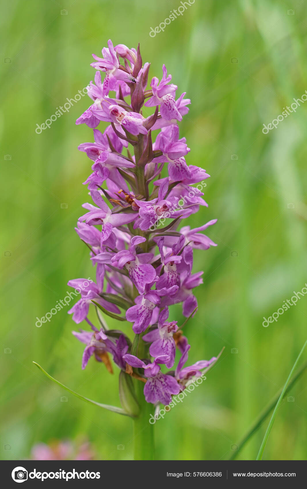Southern Marsh Background