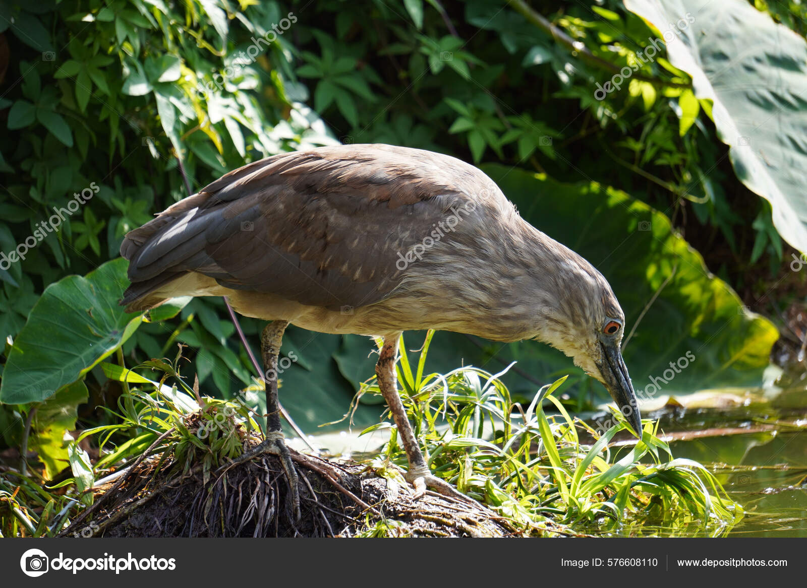 Closeup Shot Black Crowned Night Heron Nycticorax Nycticorax Shore ...