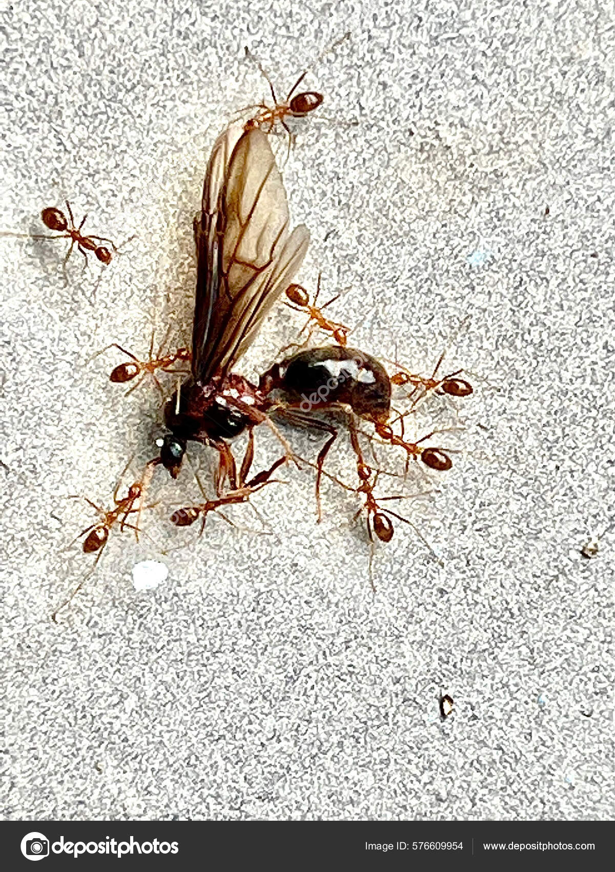 Vertical Shot Ants Dead Insect Ground — Stock Photo © wirestock ...