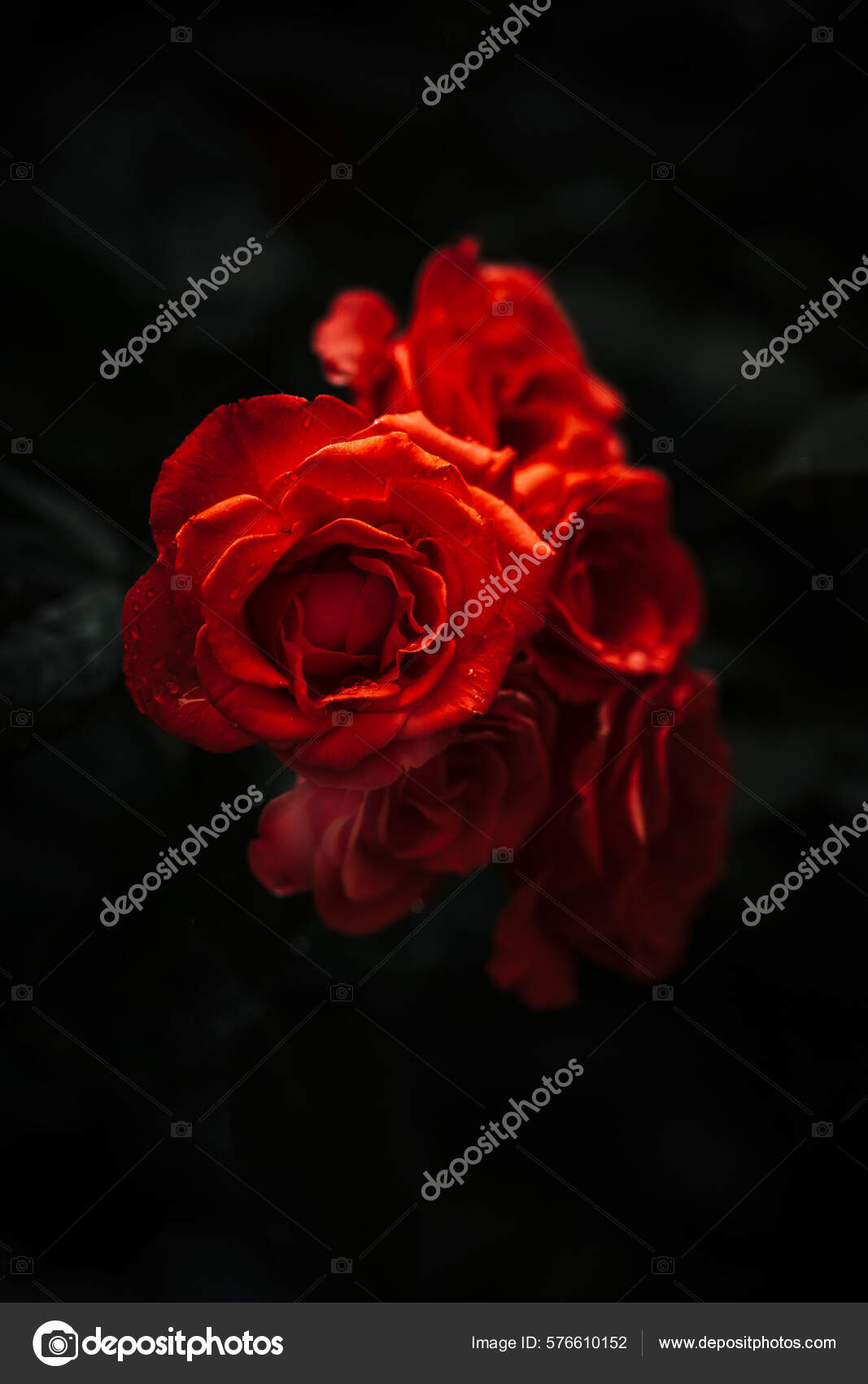 Vertical Closeup Red Roses Isolated Dark Background Selected Focus ...