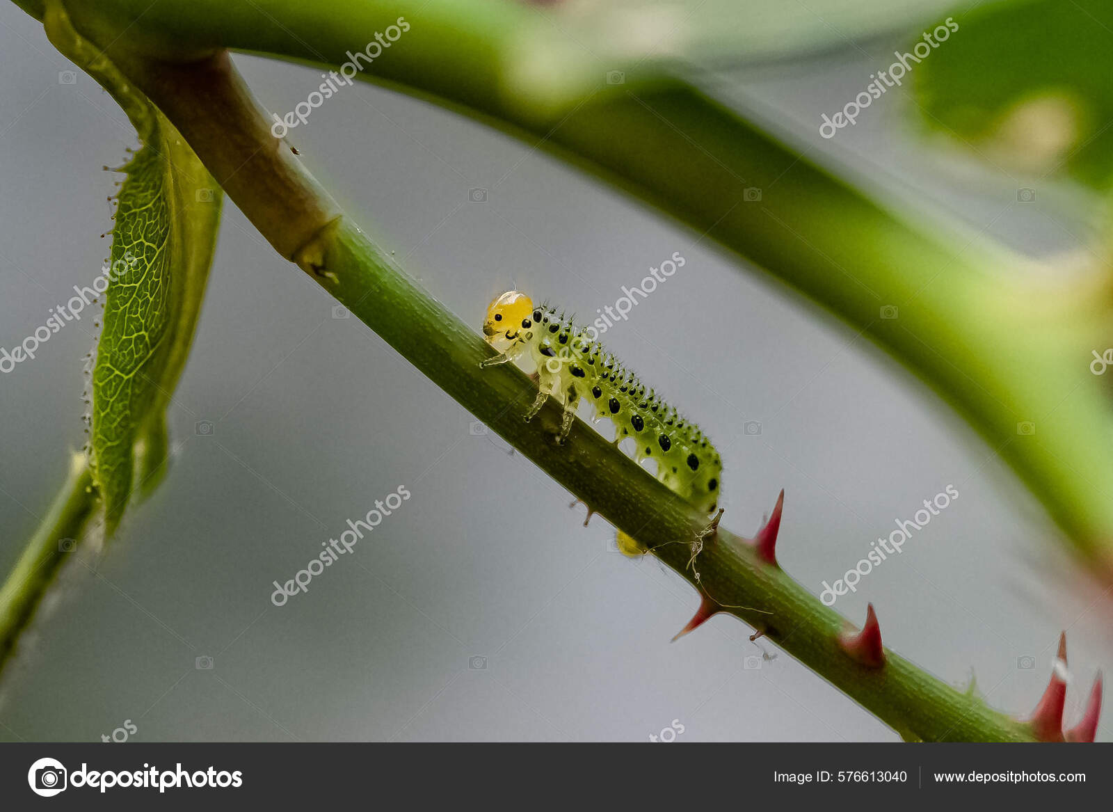 Sawfly Caterpillar Eating Rose Bush Pest Garden Stock Photo by ...