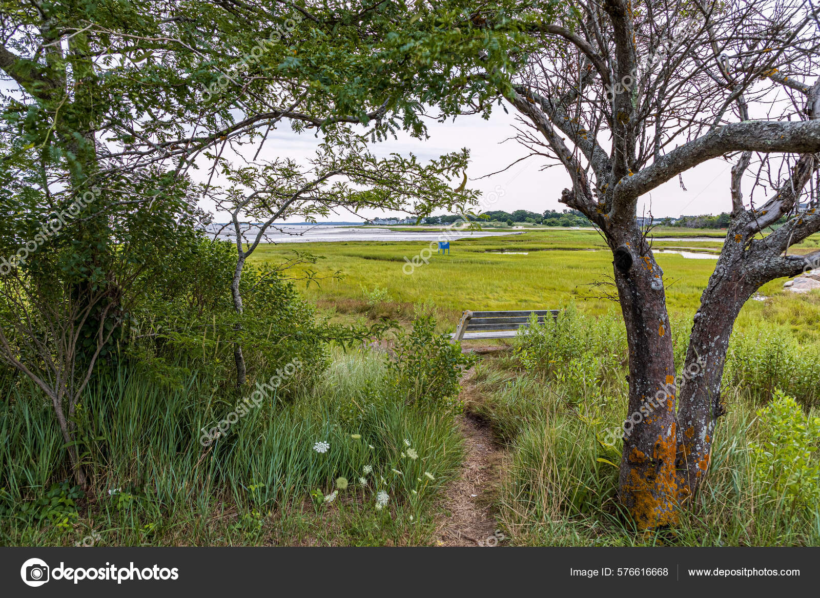 Beautiful Shot Plants Grass Fields Trees Cape Cod Seaside Bench — Stock ...