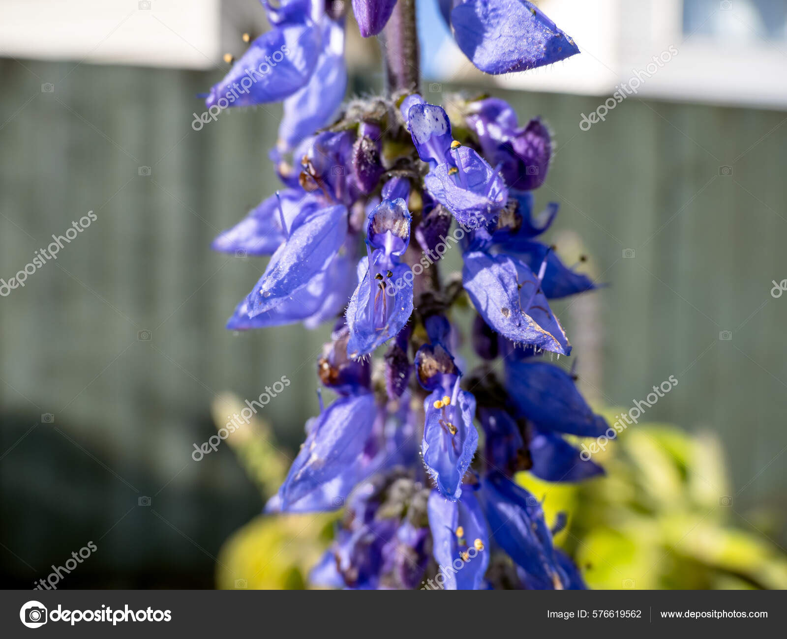 Close View Blue Spur Flower Plectranthus Barbatus Plant — Stock Photo ...