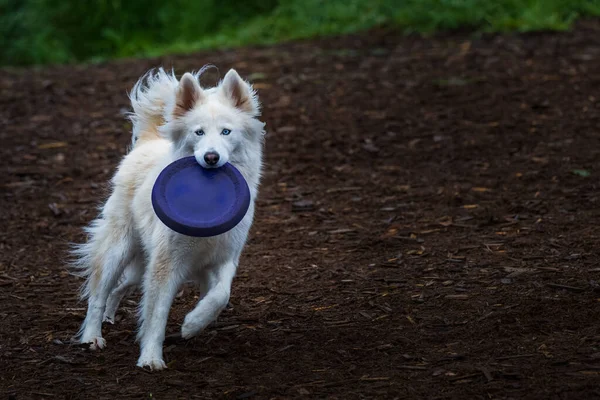 A FURRY WHITE SHEPARD STYLE DOG WITH BEAUTIFUL EYES RUNNING WITH A ...
