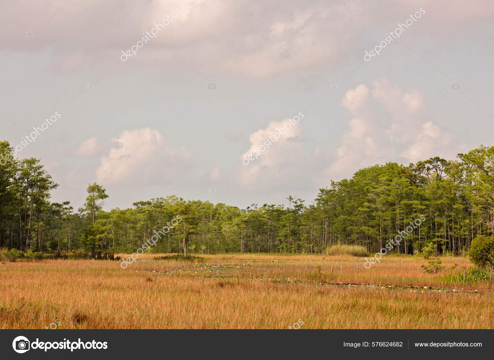 Beautiful View Field Woth Trees Background — Stock Photo © wirestock ...