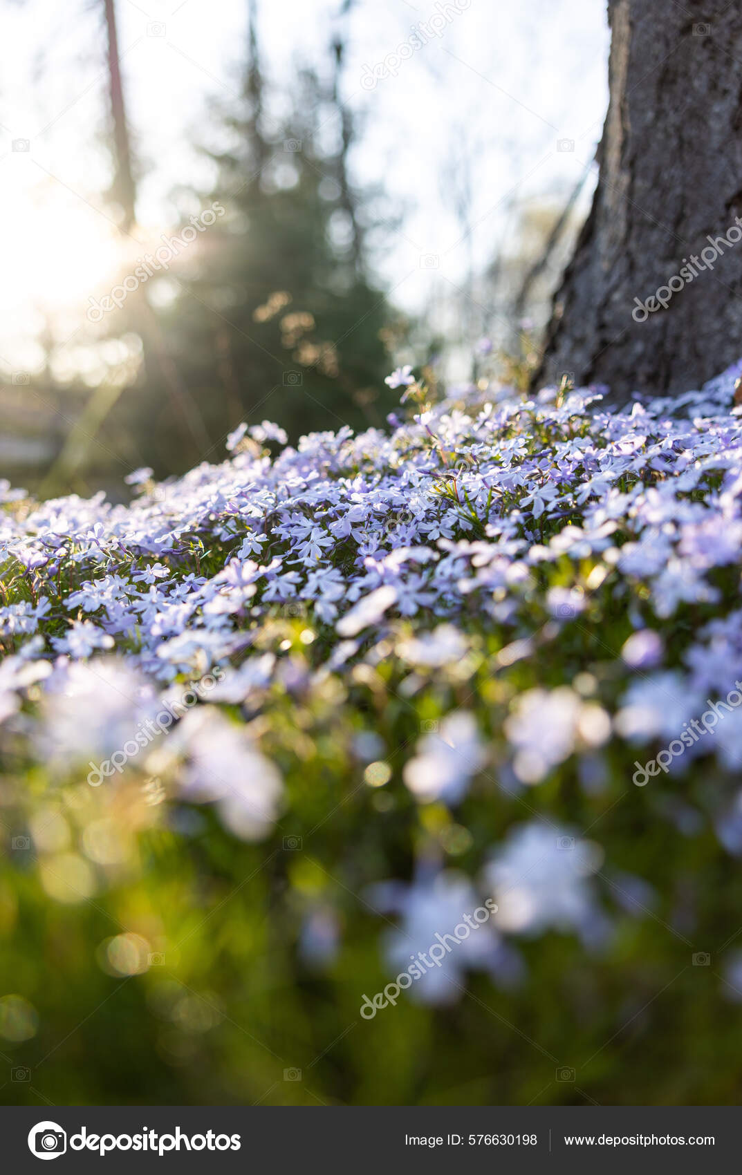 Vertical Shot Some Phlox Subulate Flowers Growing Tree Background Trees ...