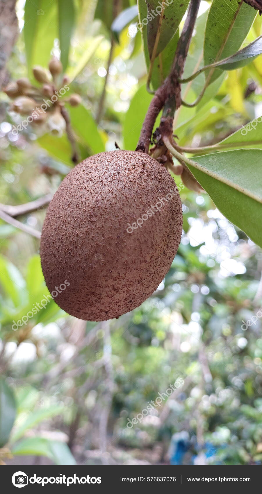 Friut Ripe Sapodilla