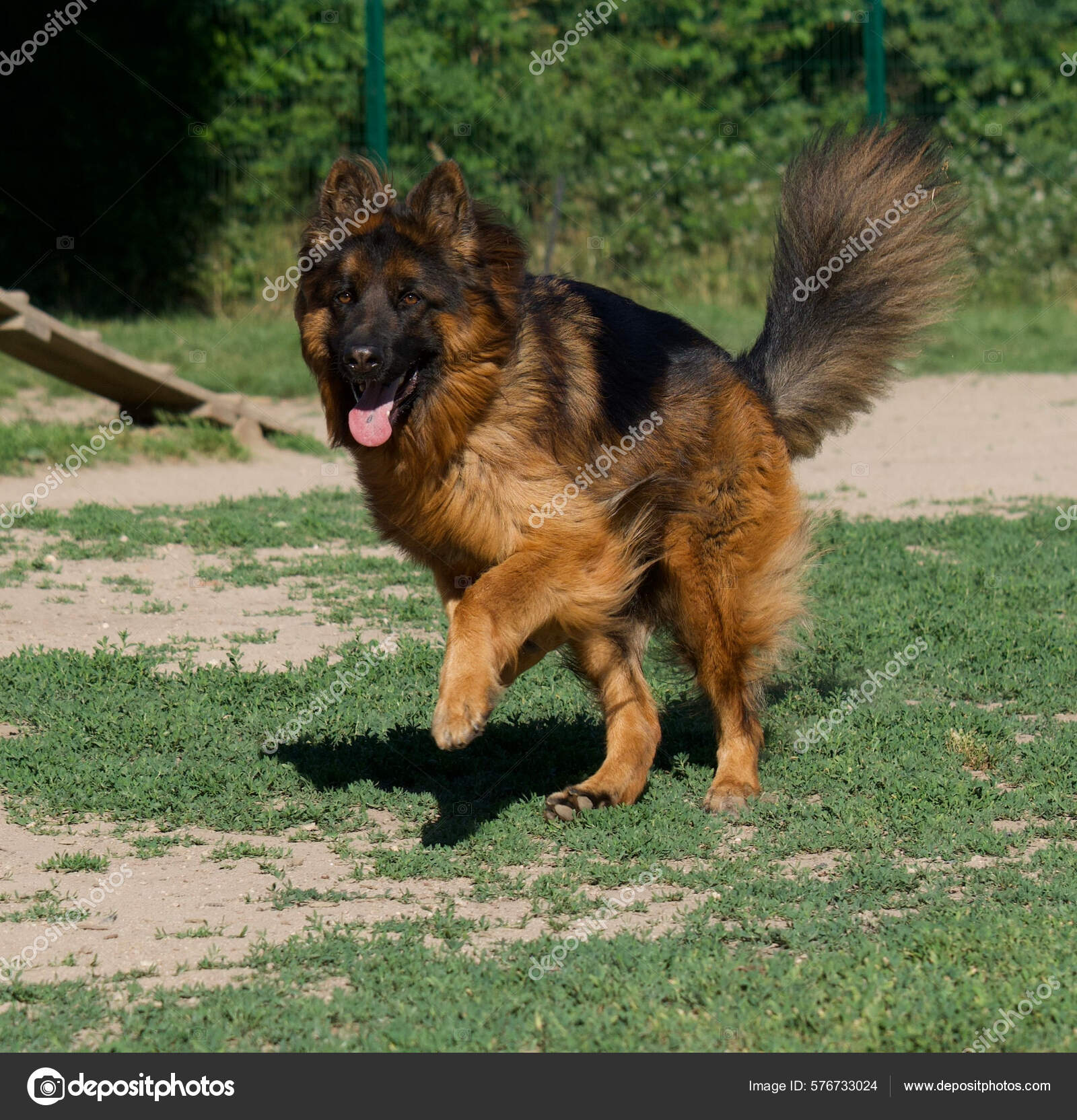 Beautiful Shot German Shepherd Running Park — Stock Photo © wirestock ...